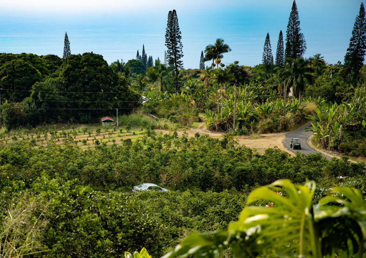 Heavenly Hawaiian Kona Coffee Farm